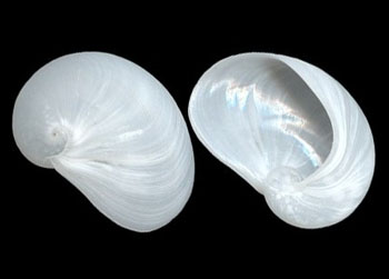 玉螺总科 Naticacea 蓝色动物学（中国动物学科普）